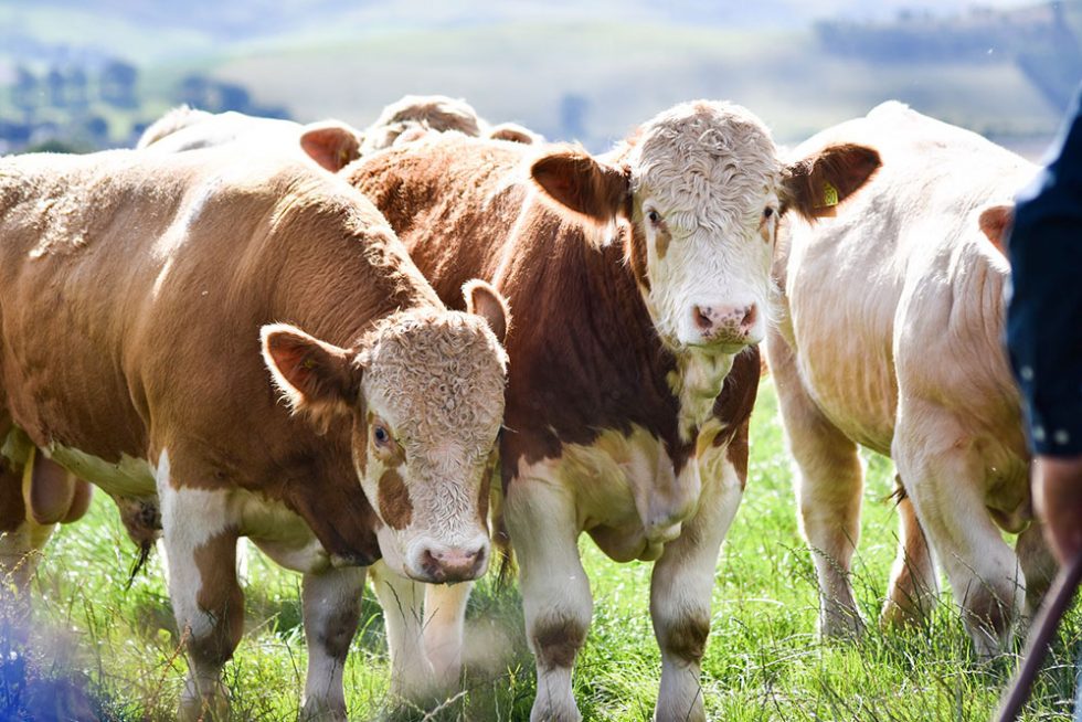 Intensive Beef Nuts | Davidsons Feeds