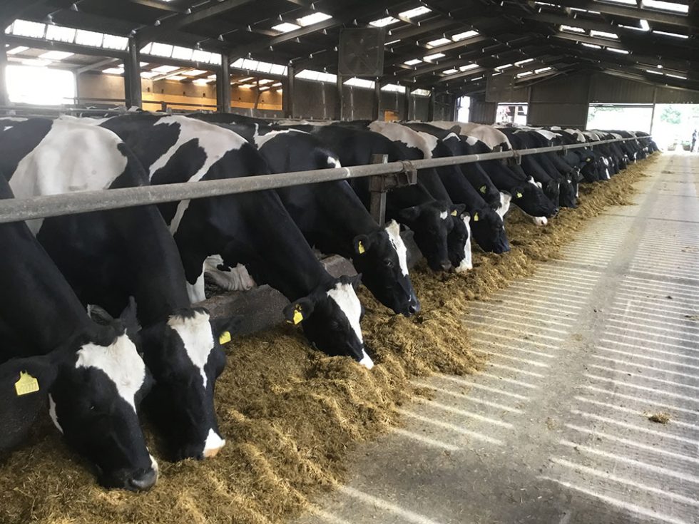 Bespoke TMR Meal | Davidsons Feeds