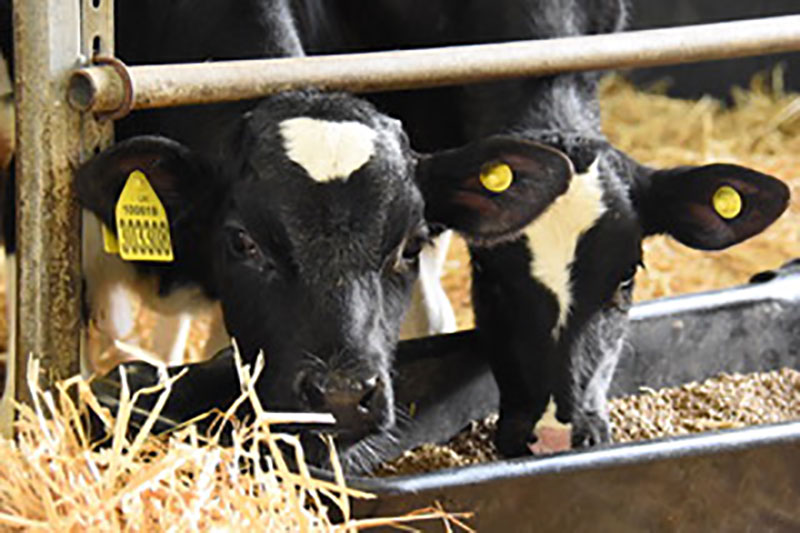 Dairy | Davidsons Feeds