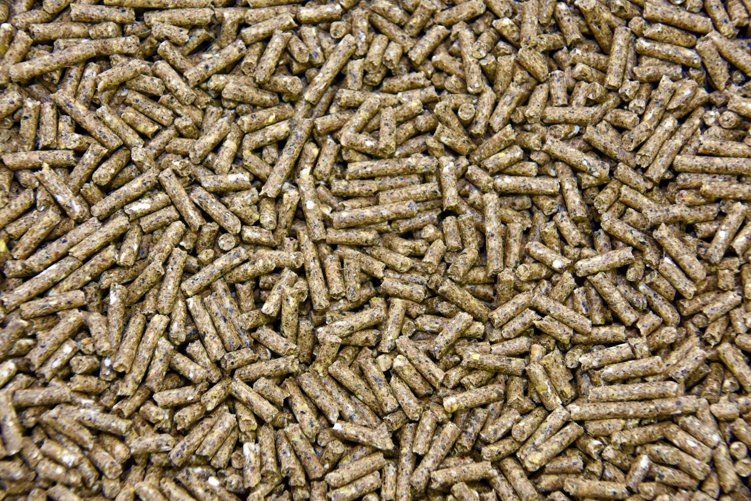 Beef | Davidsons Feeds