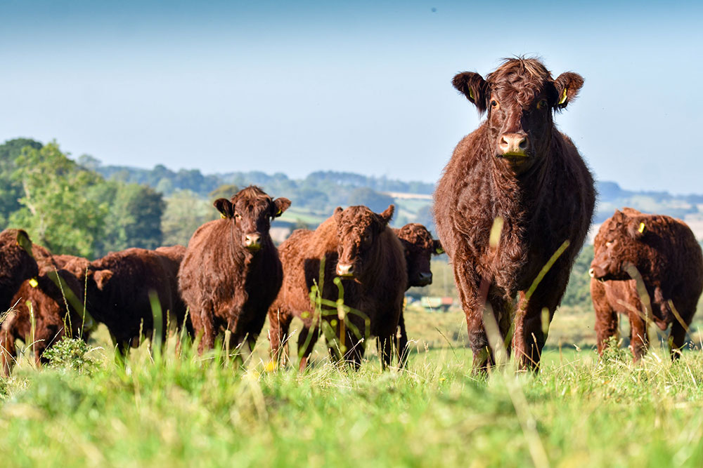 Beef | Davidsons Feeds