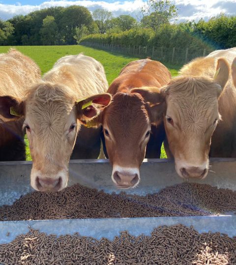 Davidsons Feeds | Ruminant Feed Specialists