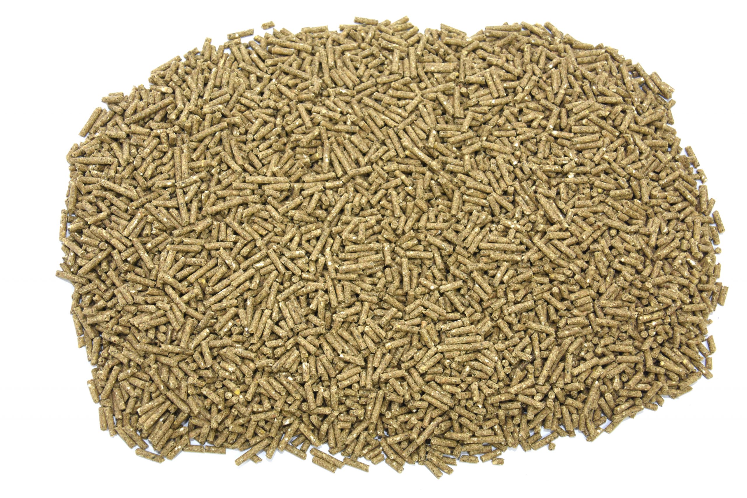 Sheep | Davidsons Feeds