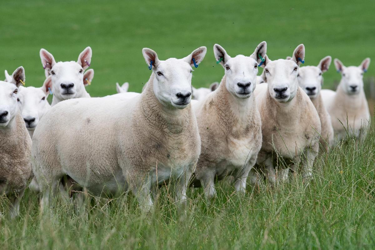 Sheep | Davidsons Feeds