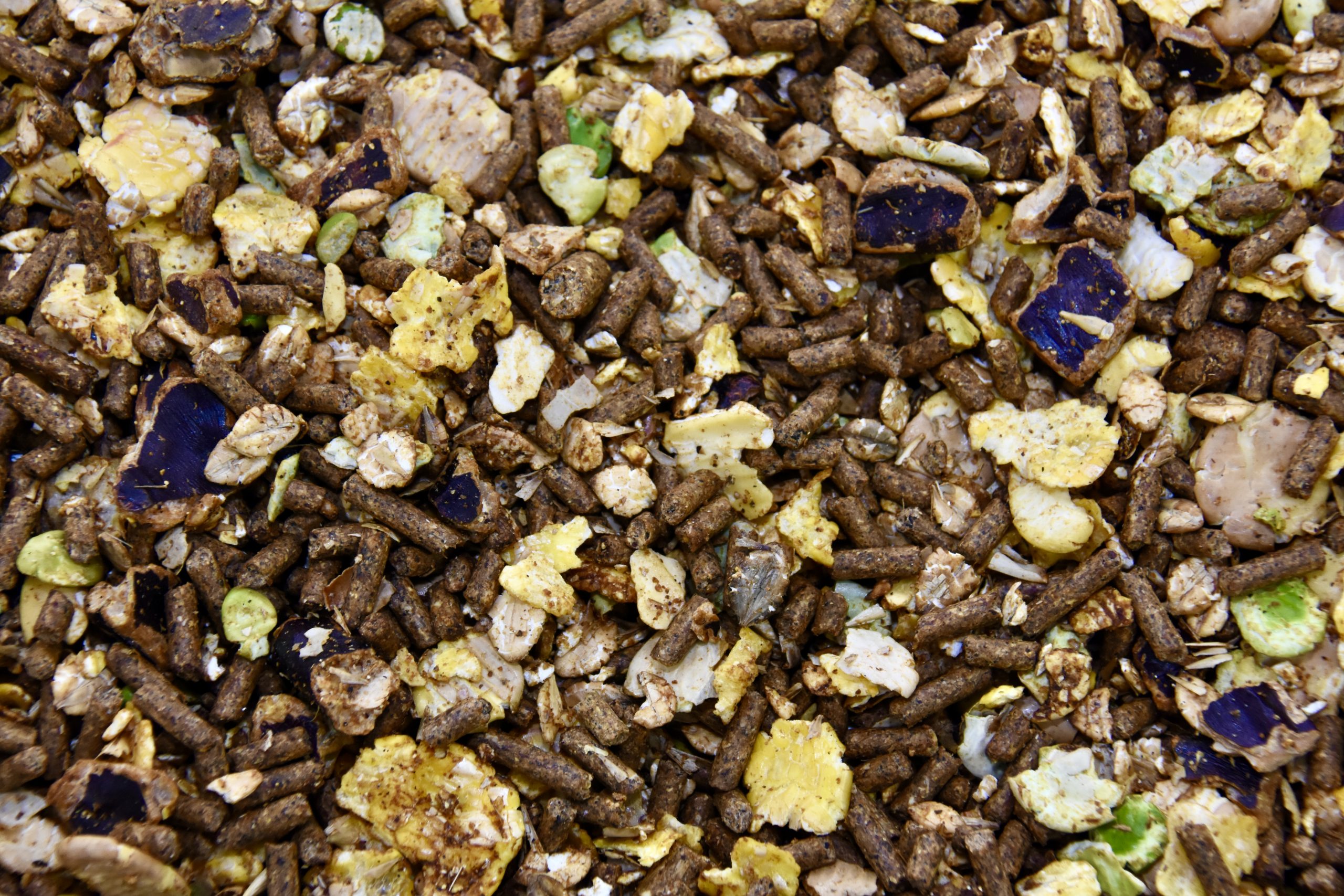 Sheep | Davidsons Feeds