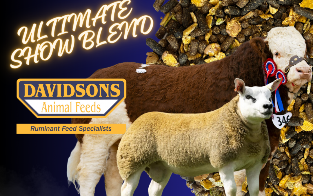 Beef | Davidsons Feeds
