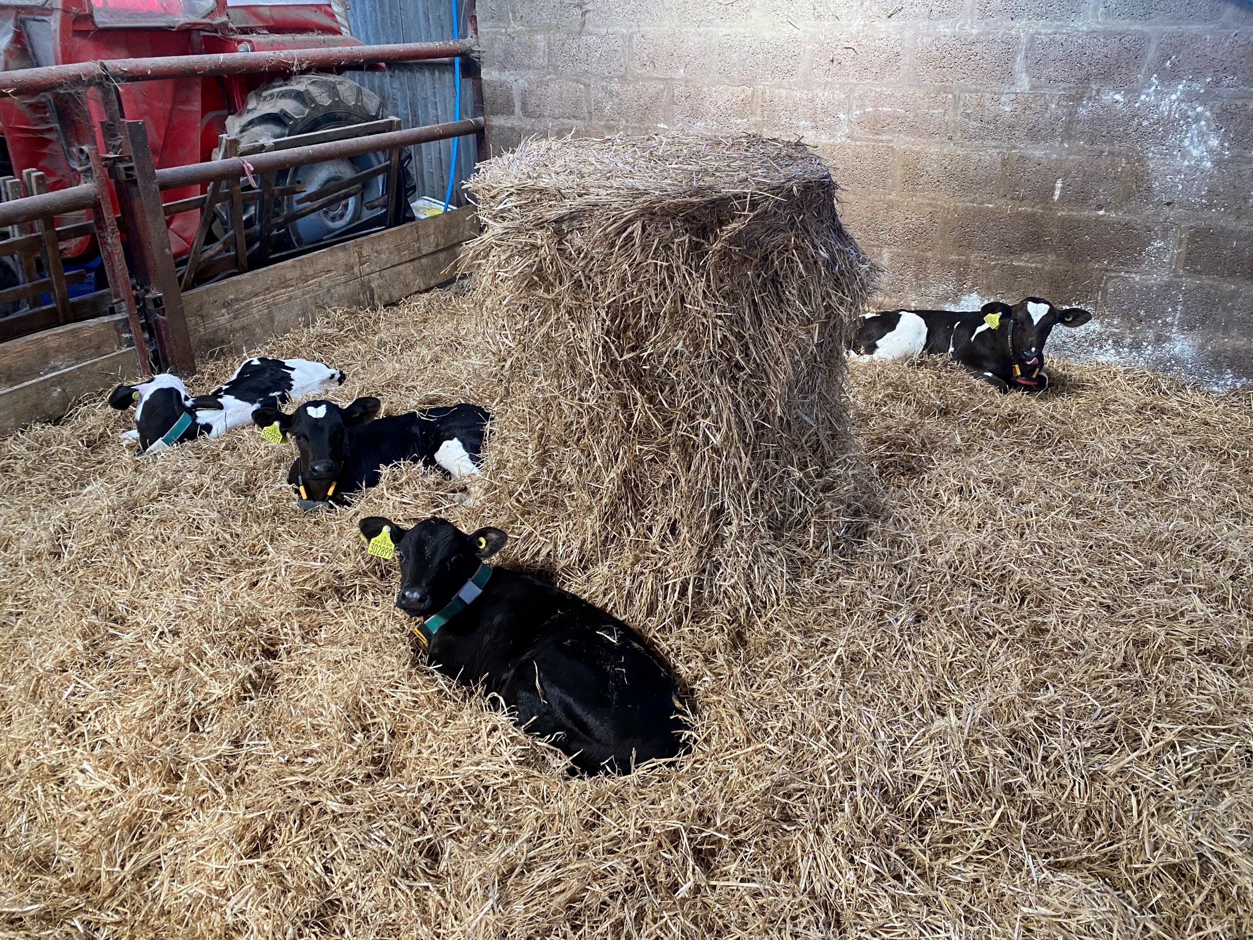 Dairy Tech Success for Glenzierfoot | Davidsons Feeds